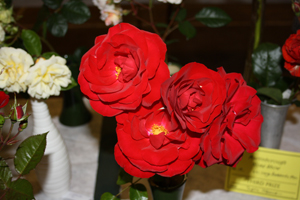 ROSE SHOW A “BLOOMING SUCCESS” - Martinborough Star