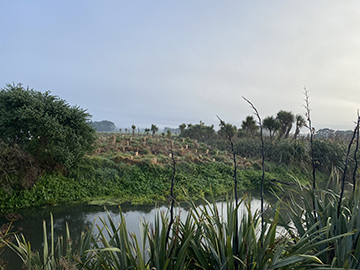 Wairārapa Moana wetlands are going wild - Martinborough Star