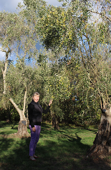 Trees of the Month – Barnea olives – From the desert to Martinborough ...